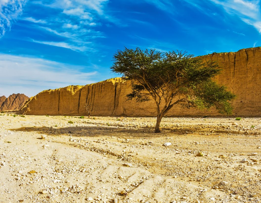 Broom Tree Moments—Times When You Just Need to Stop - Sweet Selah ...