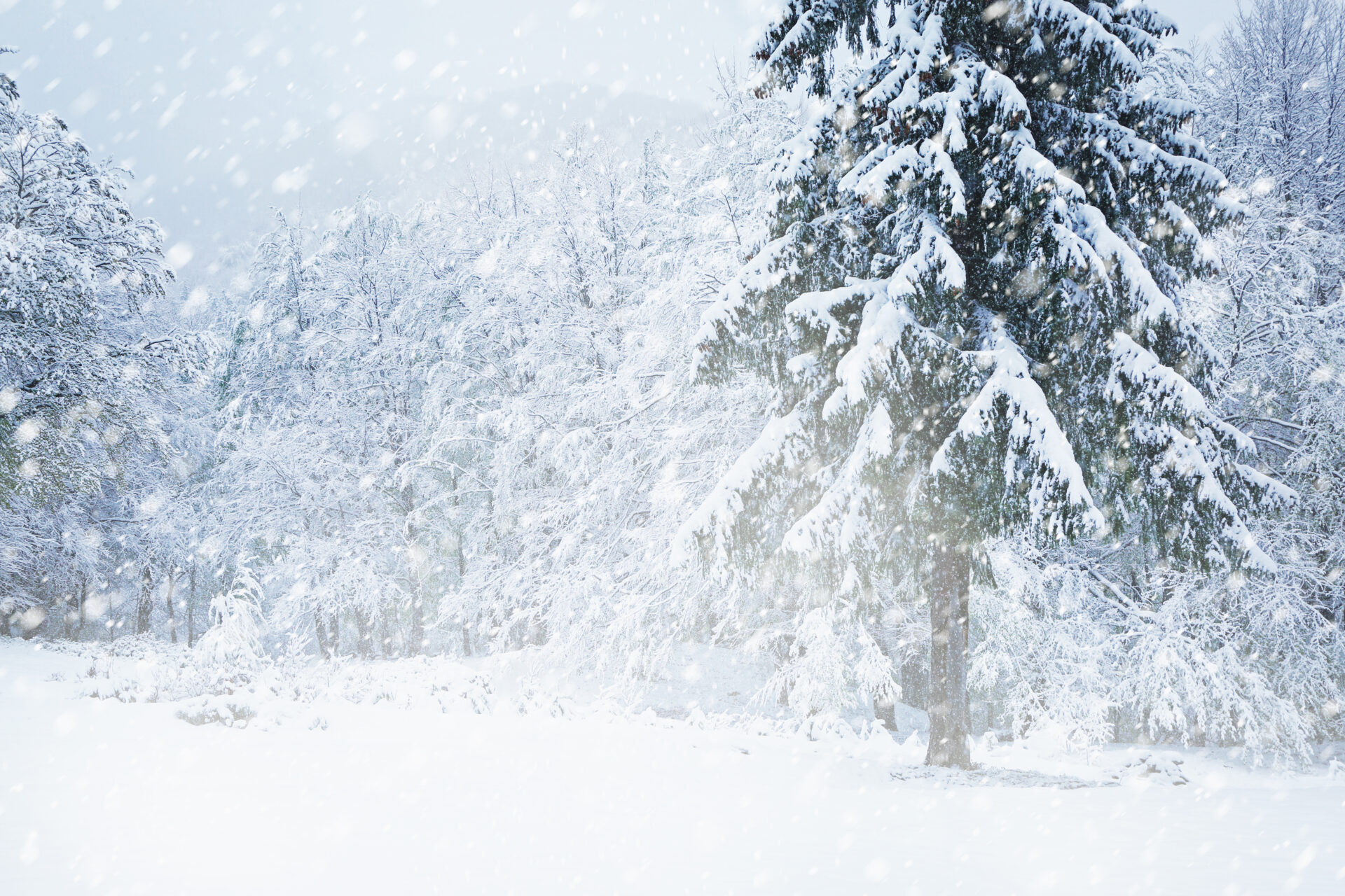 White as Snow - Sweet Selah Ministries